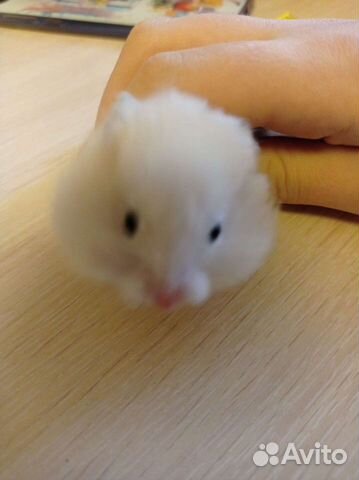 Хомячок отдам