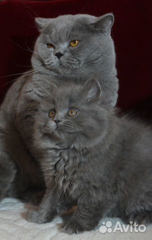 Пухляндия. Папина дочка