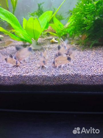 Сомики Панда