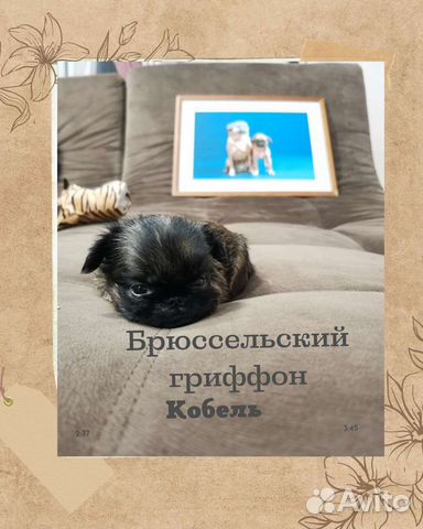 Щенки пти Брабансона и гриффона