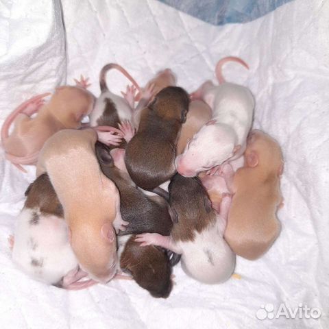 Крысята дамбо