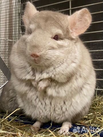 Ручная бежевая шиншилла