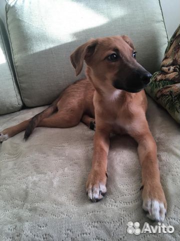 Огненный щенкок Матреха в добрые руки