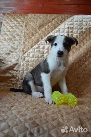 Щенок в дар