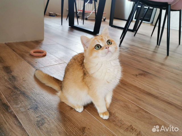 Шикарный британский кот