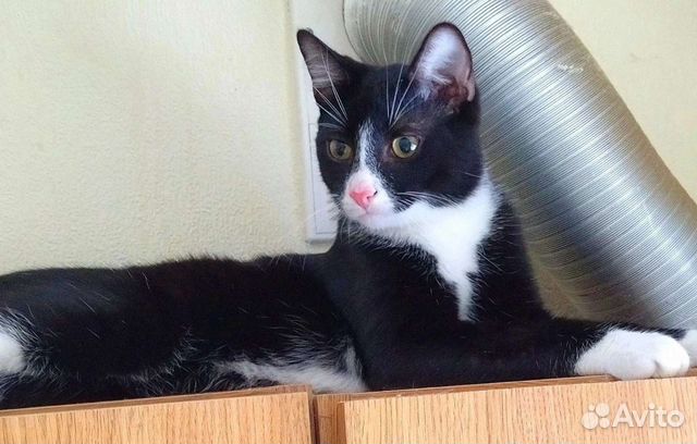 Кот Маркиз 8 мес
