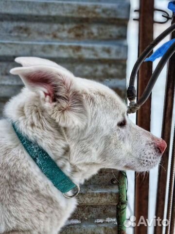 Собака Беляш очень хочет домой