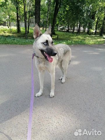 Ласковая голубоглазая собака Варвара