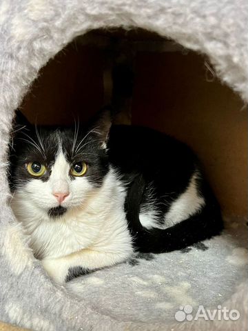 Котенок Оскар 5 мес