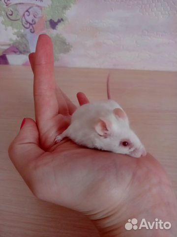 Мышка бесплатно