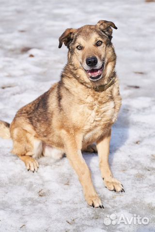 Добряк Чарли ищет дом