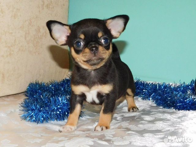 Жасмин-девочка чихуахуа, мелкий стандарт
