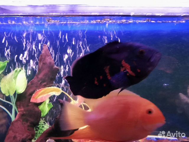 Астронотус 10-13 см. Здоровый. Обмен