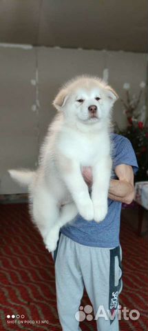 Красный щенок Аляскинского Маламута,Кобель, Собака