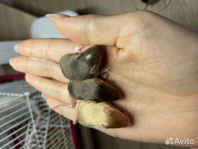 Сатиновые мыши