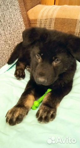 Малыш ждет своих хозяев