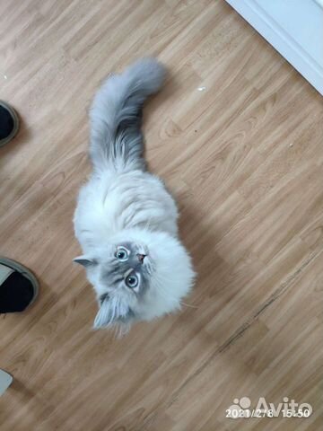 Кошка Невская Маскарадная