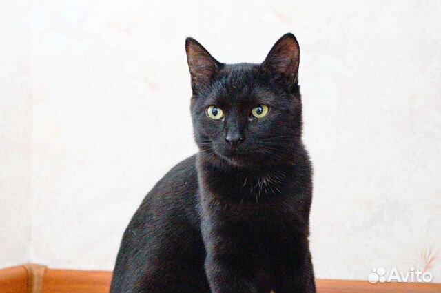 Котенок Гремм в добрые руки