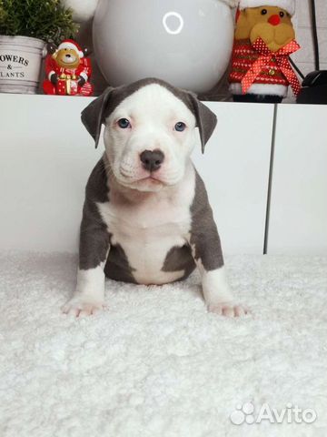 Американский булли покет