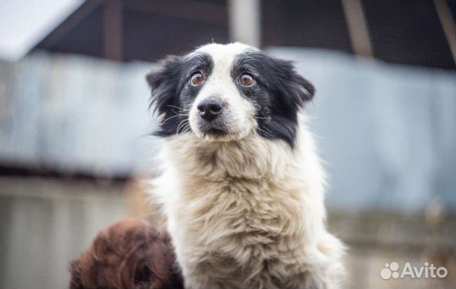 Собаки бесплатно в добрые руки