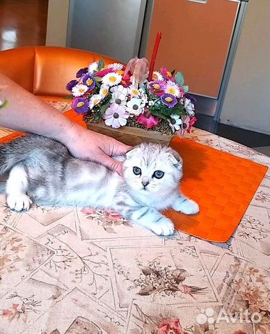 Роскошные Шотландские Вислоухие котята