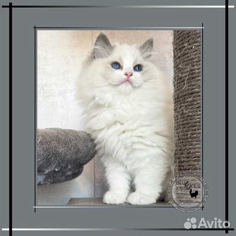 Рэгдолл (девочка)