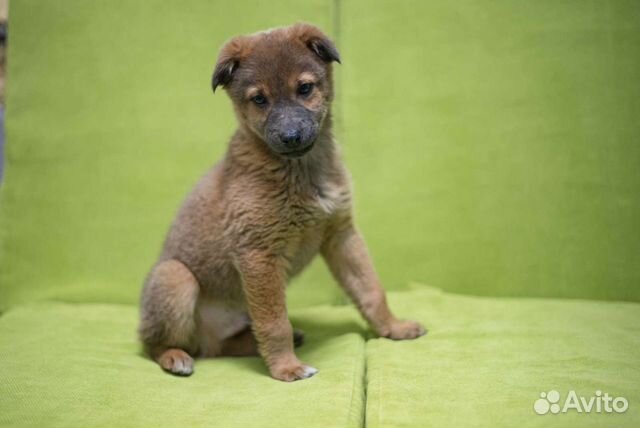 Щенок в дар