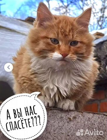 Рыжие котята-подкидыши на крыше гаража