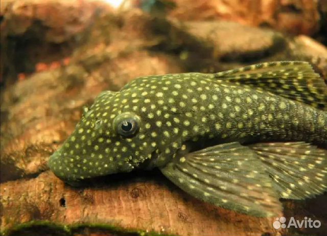 Сомик и акантофтальмус