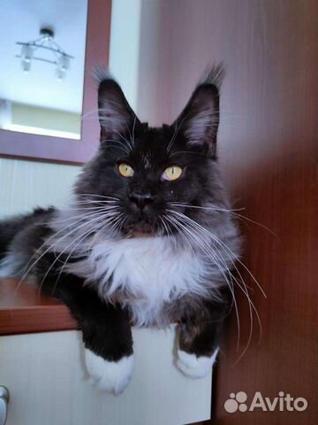 Крупный котик супер кисти