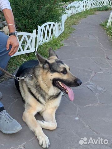 Восточноевропейская овчарка