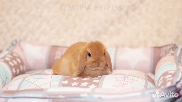 Вислоухий минилоп деовчка желтого окраса
