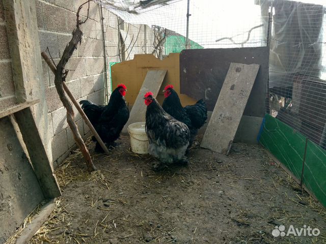 Продам петухи Брама или обменяю на курей Брама
