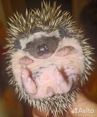 Ежонок африканский