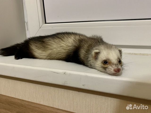 Хорек с принадлежностями