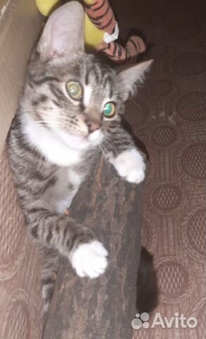 Котята в добрые руки мальчик