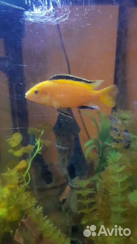 Рыбы цихлиды