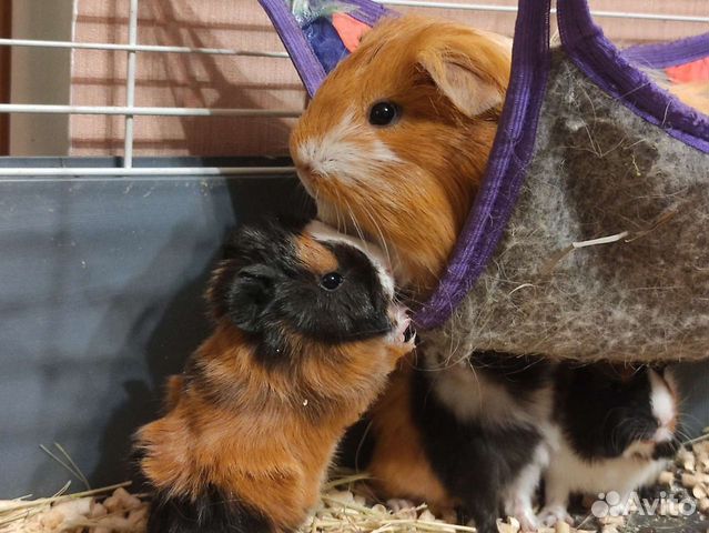 Морские свинки длинношерстные, 2 недели