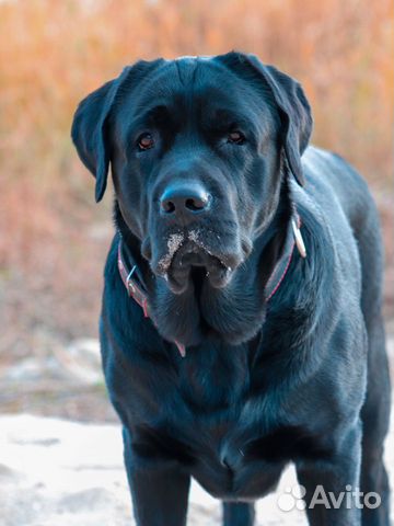 Вязка Кобель лабрадор