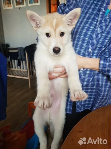 Щенок Хаски