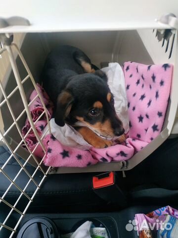 Щенок небольшой собачки