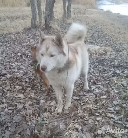 Западно сибирская лайка