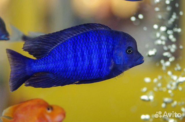 Рыба голубой дельфин