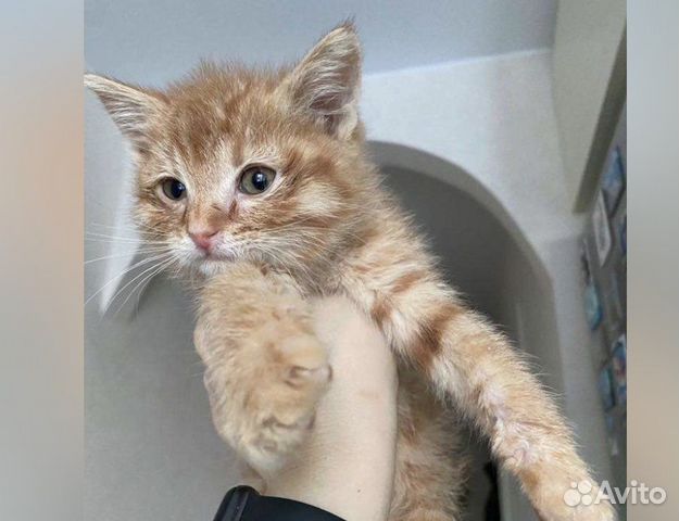 Котенок рыжий возьму даром