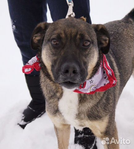 Спасите собаку от холода и голода
