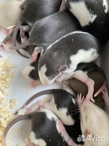 Крысята дамбо