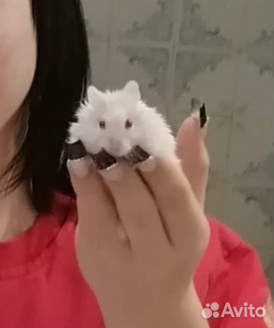Джунгарский хомяк с клеткой