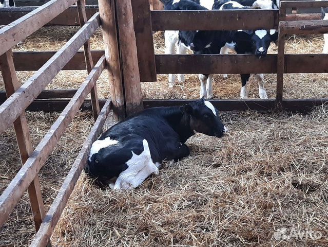 Телята бычки телки