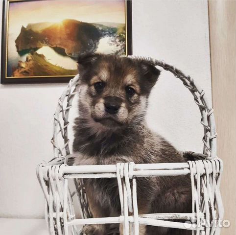 Щеночки ищут дом