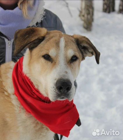 Мудрый и спокойный пес мечтает пожить в семье